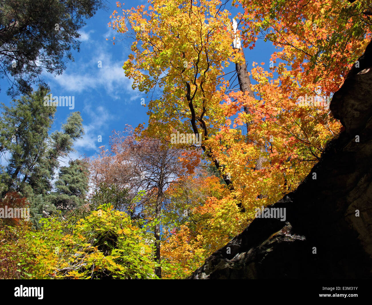 The West Fork in Coconino National Forest displays vibrant fall colors ...