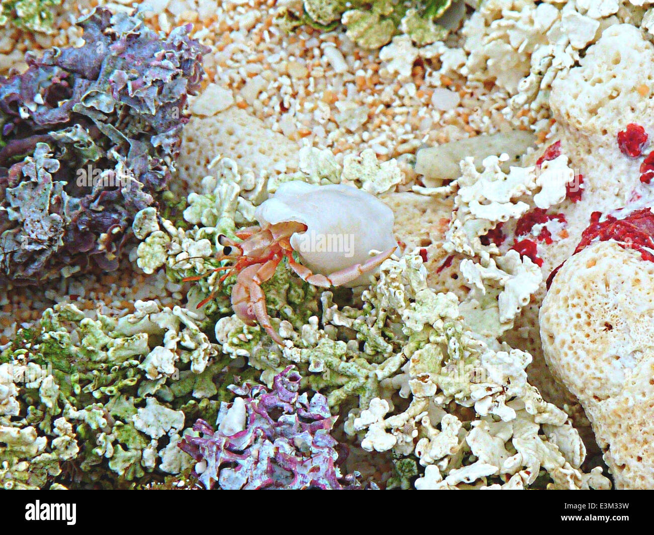 Marine life guam hi-res stock photography and images - Alamy