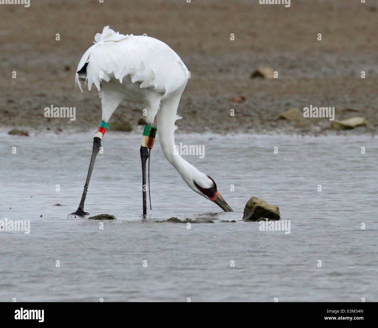 A pair of federally endangered Whooping Cranes are seen feeding and ...