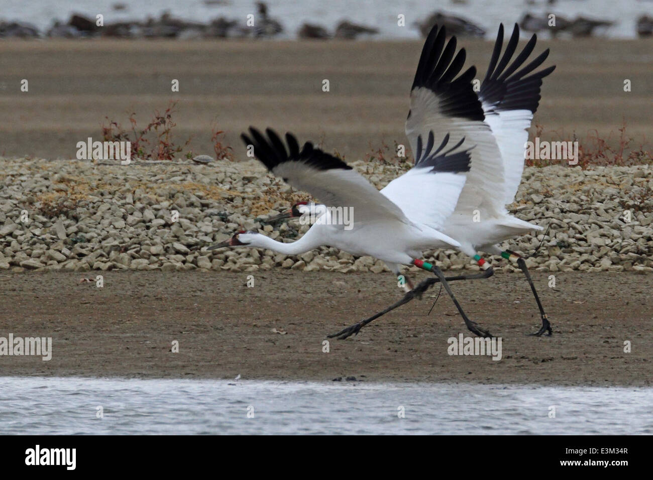 Whooping crane (Federally endangered) pair feed and rest at Patokah ...