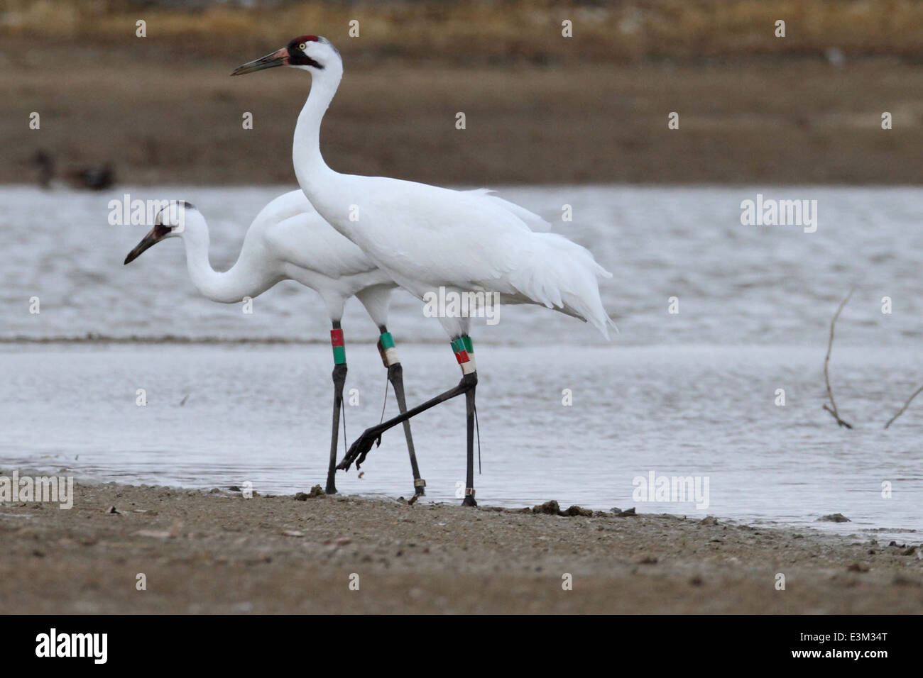 A pair of federally endangered Whooping Cranes feed and rest at the ...