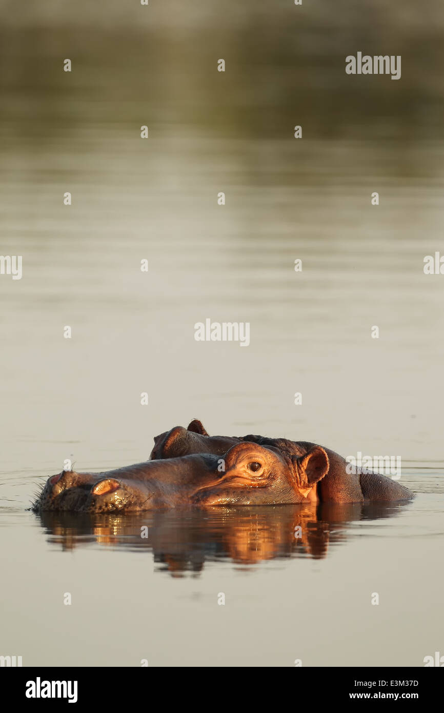 A hippo at rest Stock Photo - Alamy