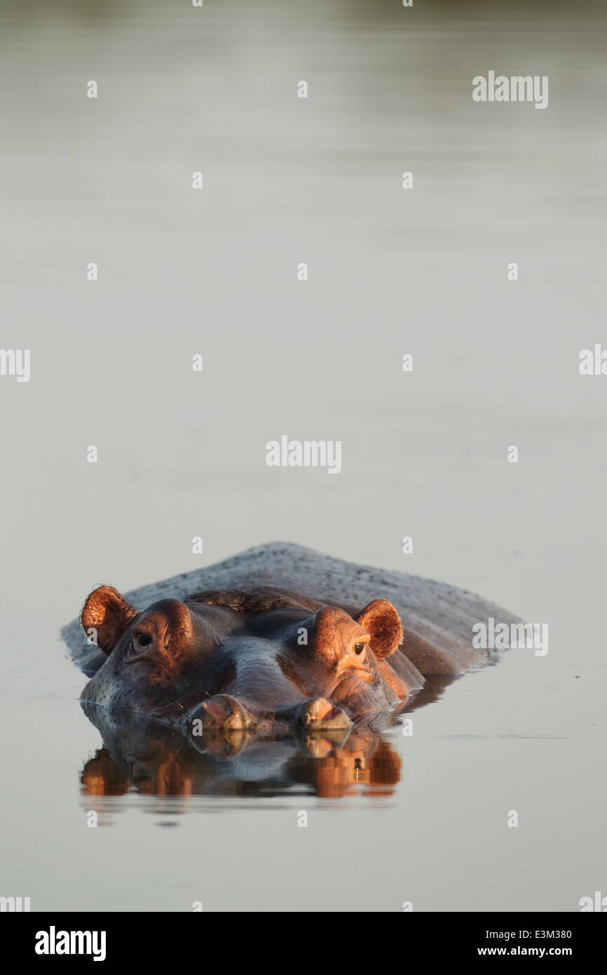 A hippo at rest in a dam Stock Photo - Alamy