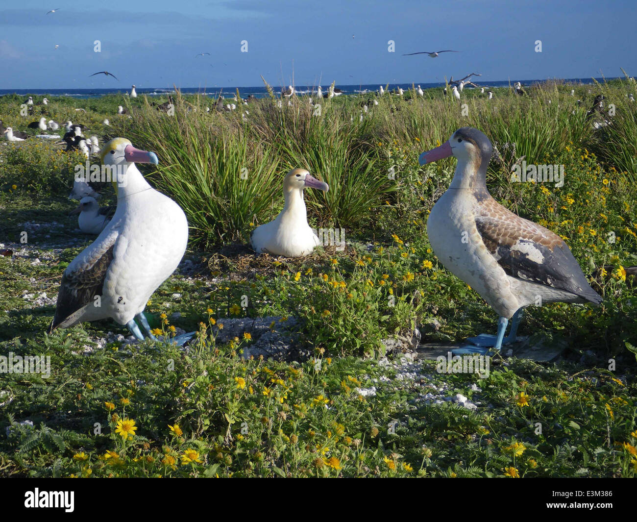 A male Short-tailed Albatross incubates an egg at Midway Atoll National ...