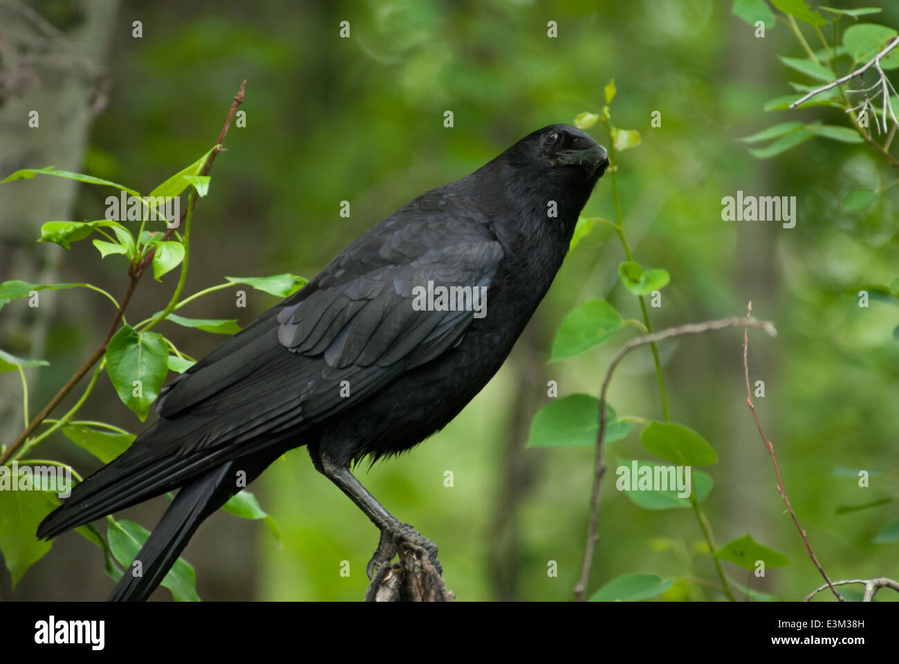 American Crow, Corvus brachyrhynchos, in woods near Grandin Pond, with ...