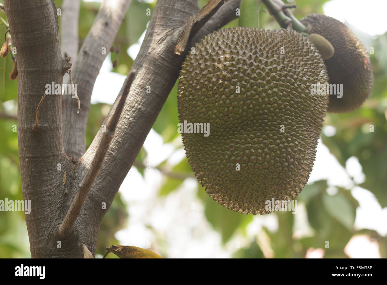 Jackfruit jack fruit tree hi-res stock photography and images - Alamy