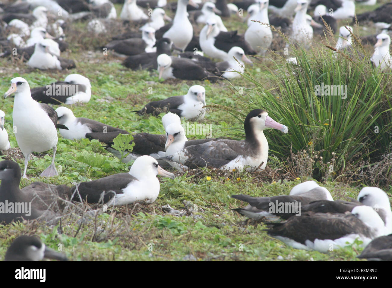 Laysan albatross incubating egg hi-res stock photography and images - Alamy