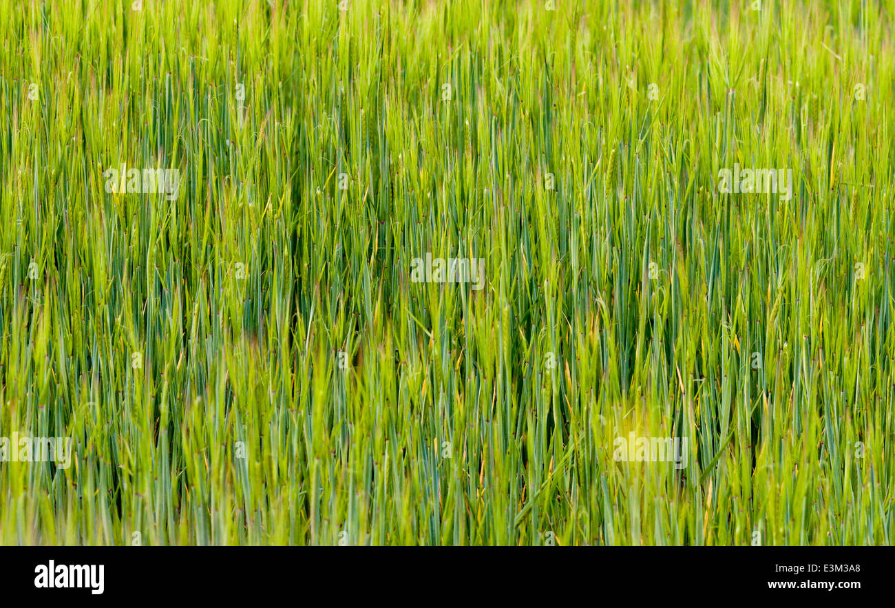 Rye grass hi-res stock photography and images - Alamy