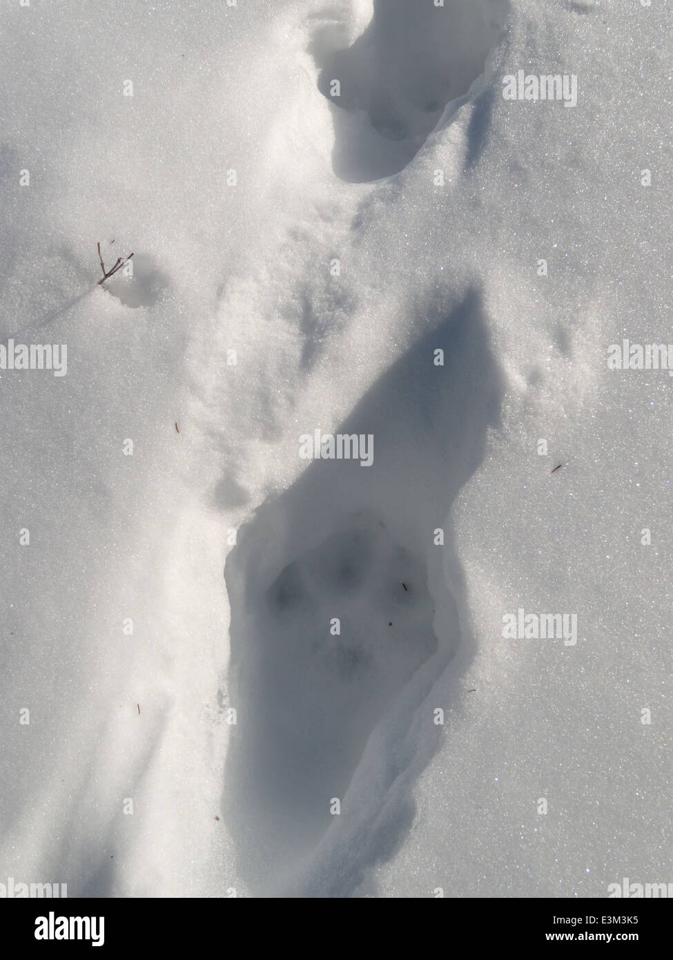 Lynx track hi-res stock photography and images - Alamy