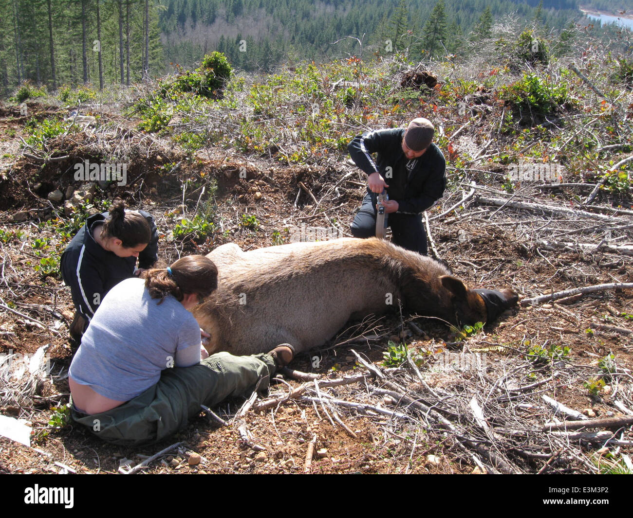 A Tribal Biologist checks the health of an animal before releasing it ...