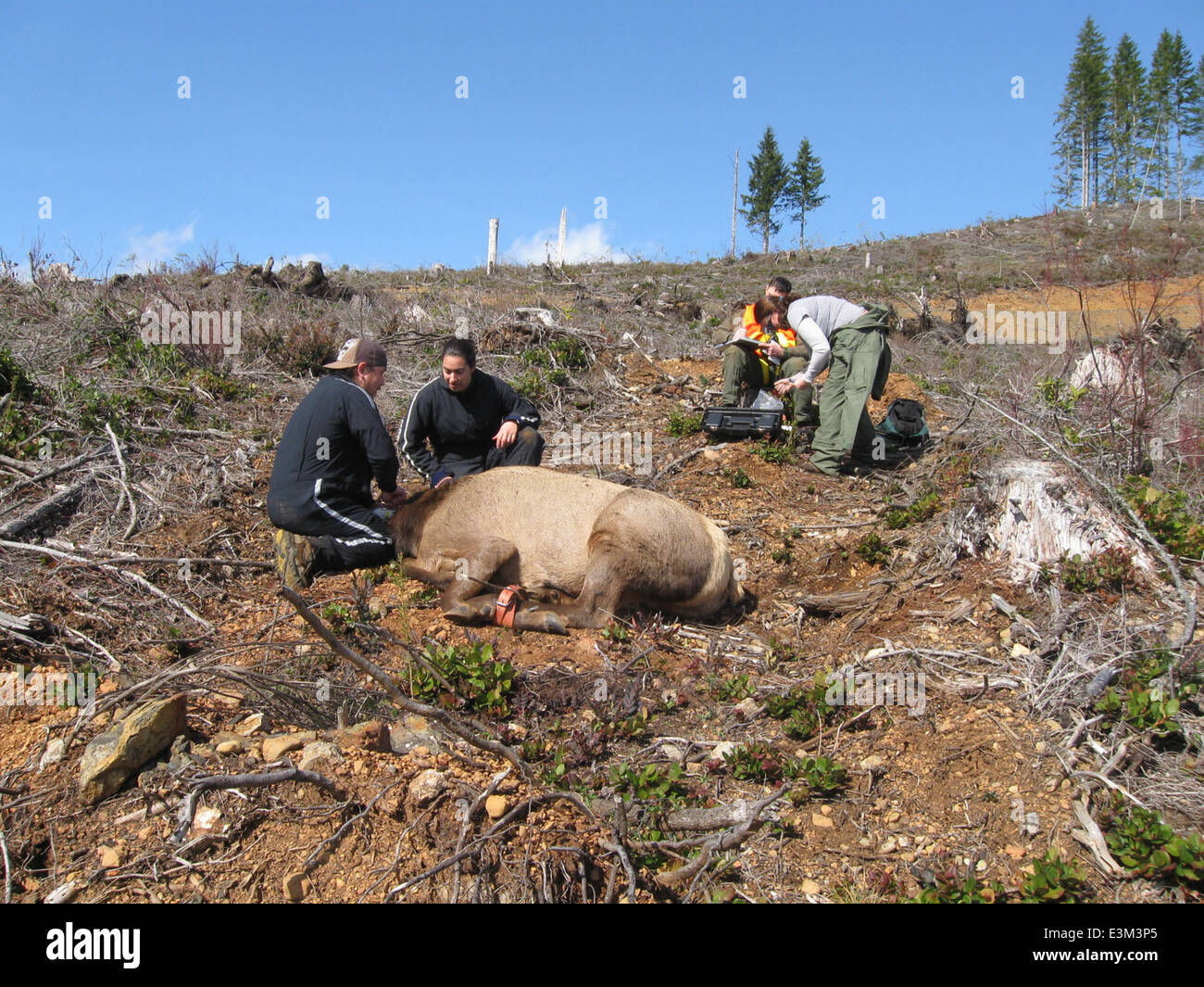 Tracking Collars High Resolution Stock Photography and Images - Alamy