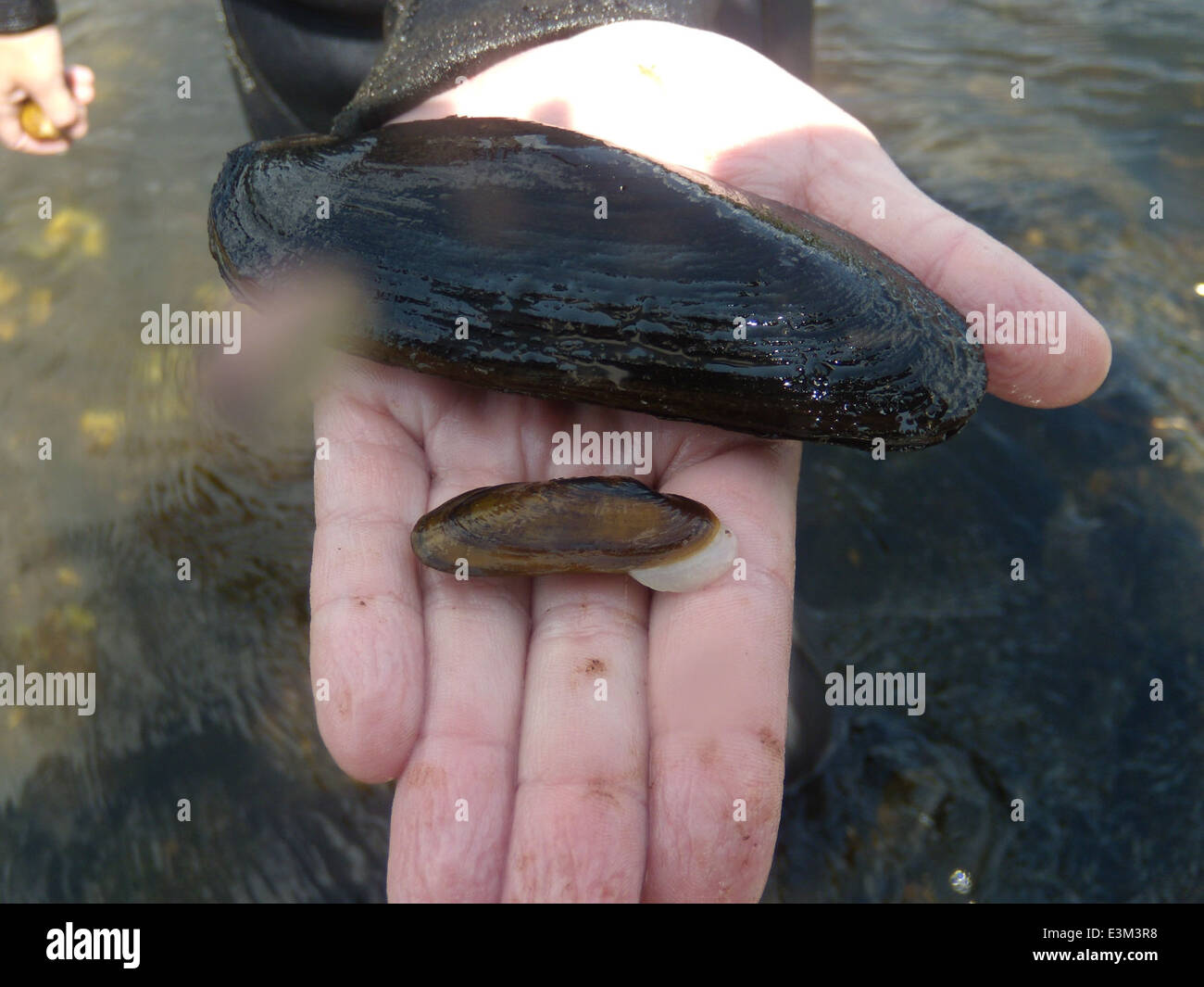Freshwater mussels usa hi-res stock photography and images - Alamy