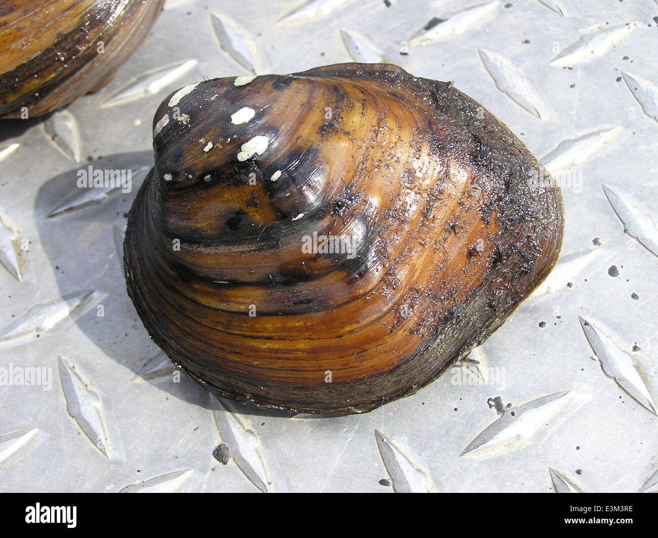 Freshwater mussels usa hi-res stock photography and images - Alamy