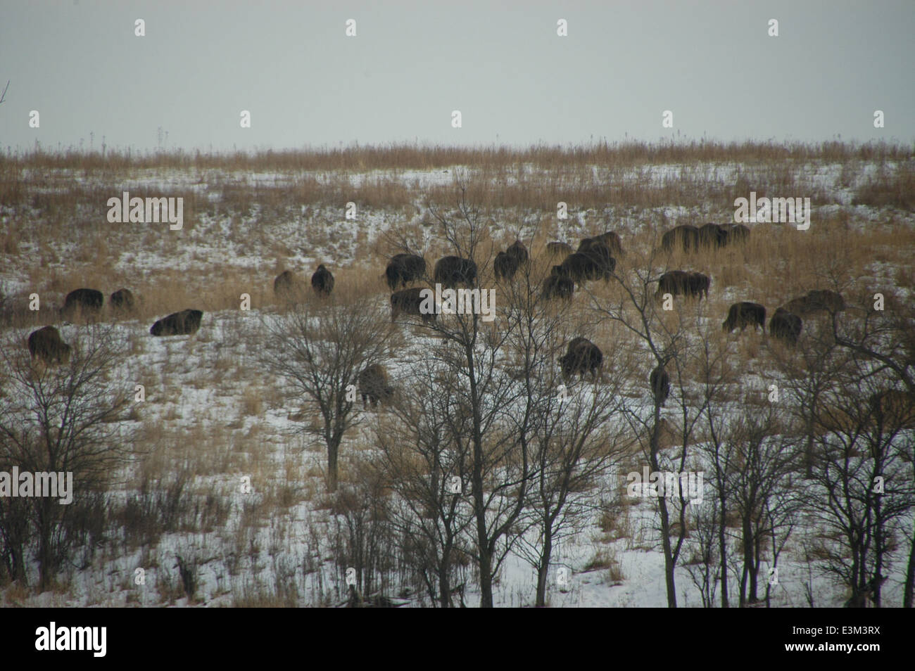 Bison at the Neal Smith National Wildlife Refuge, Iowa, roam in a ...
