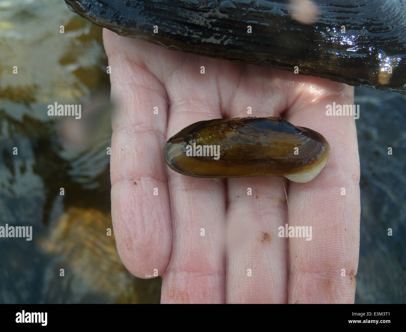 Freshwater mussels usa hi-res stock photography and images - Alamy
