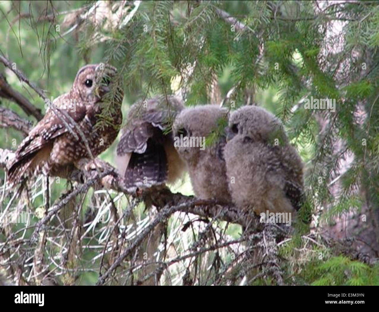 A family of Northern Spotted Owls, an endangered species, is ...