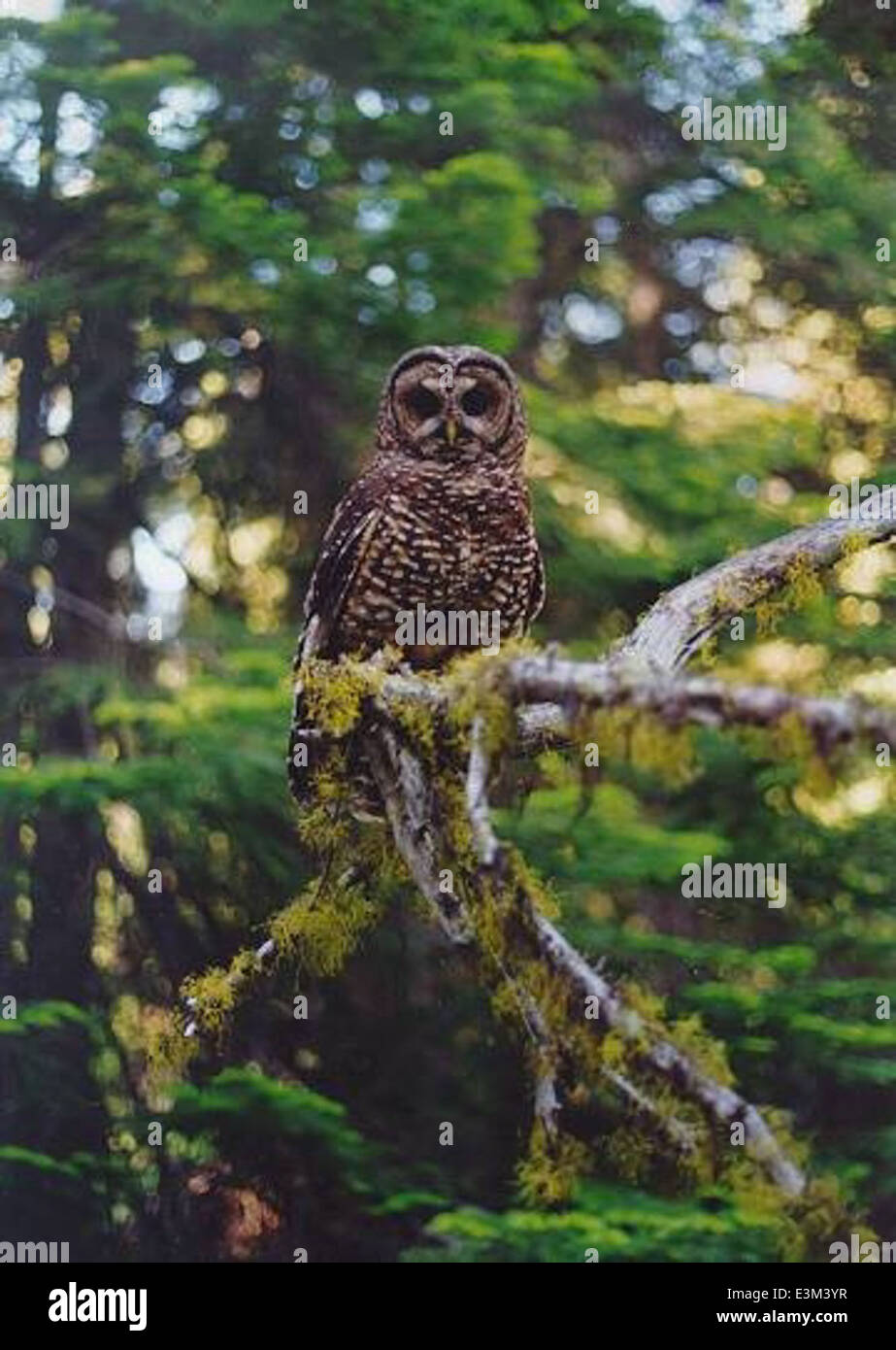 Northwest owl hi-res stock photography and images - Alamy