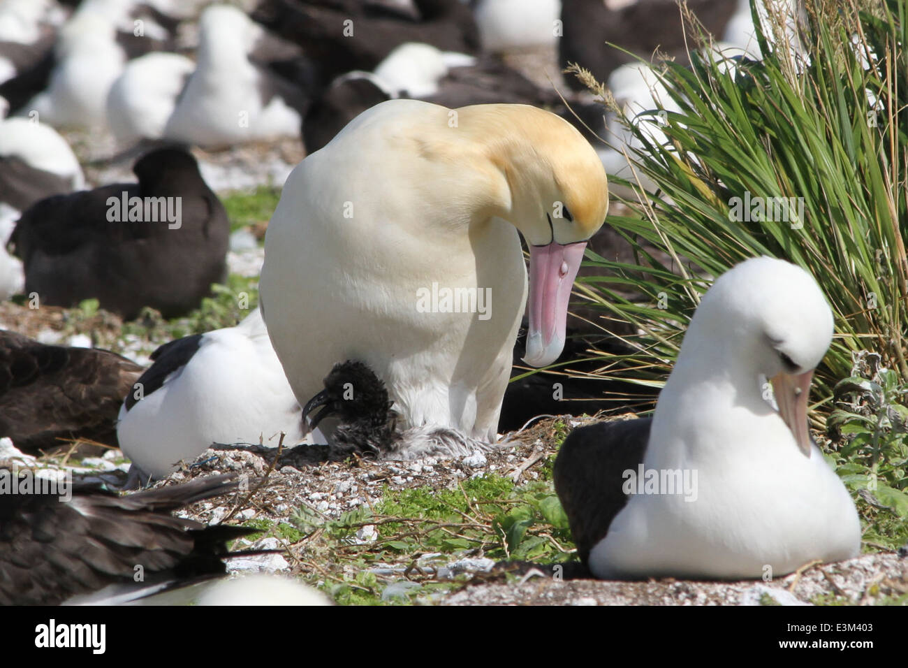 A short-tailed albatross is seen on an atoll, raising questions about ...