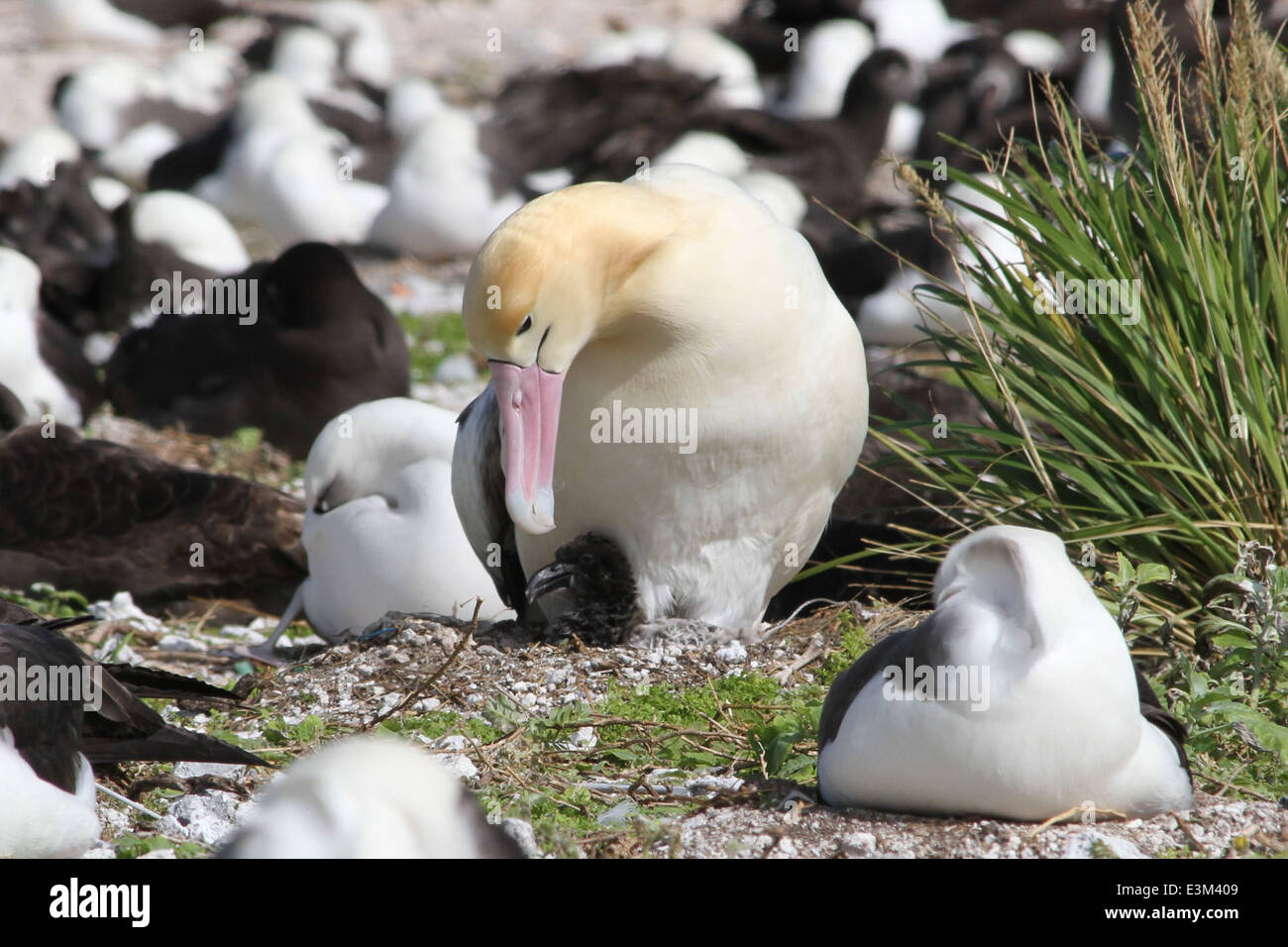 A Short-tailed Albatross and its chick on an atoll in the Midway Atoll ...