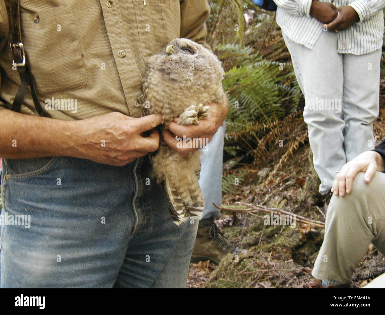Northern spotted owls hi-res stock photography and images - Alamy