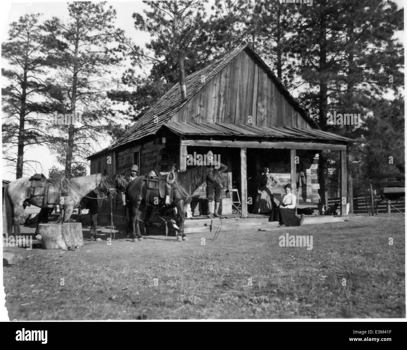 Coconino national forest forest Black and White Stock Photos & Images ...
