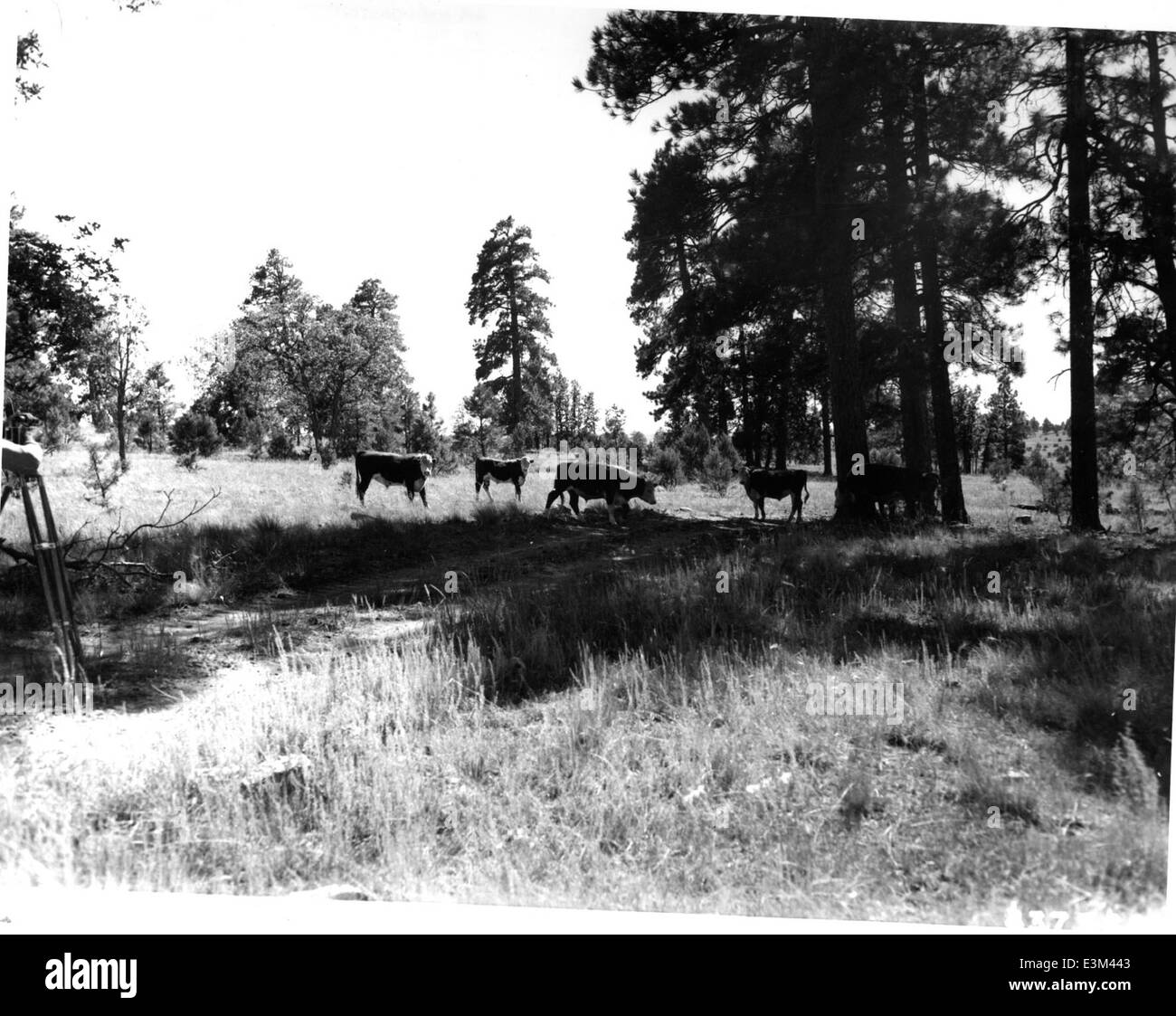 Coconino national forest forest Black and White Stock Photos & Images ...