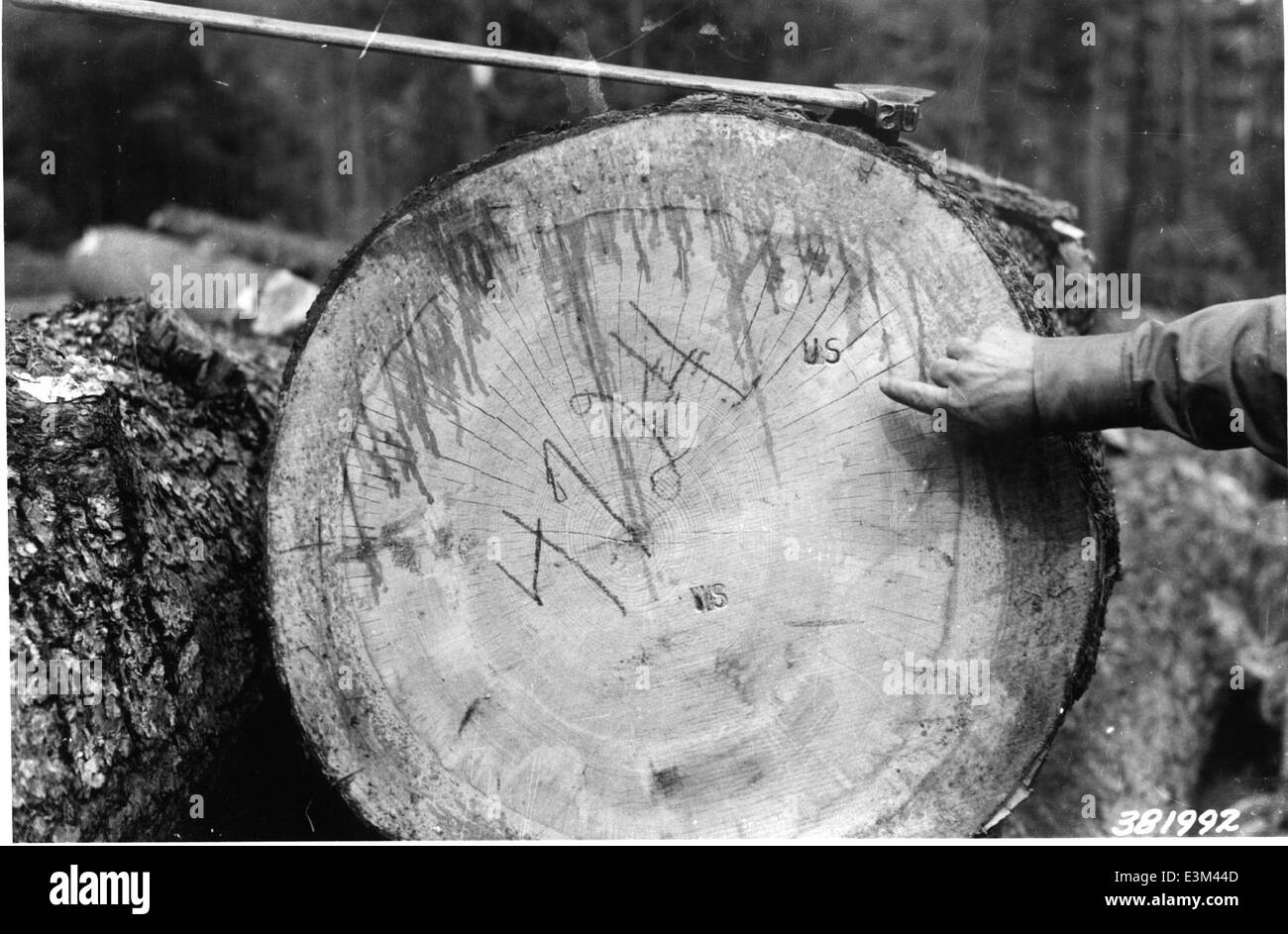 Log Stamping - 1939 Stock Photo - Alamy