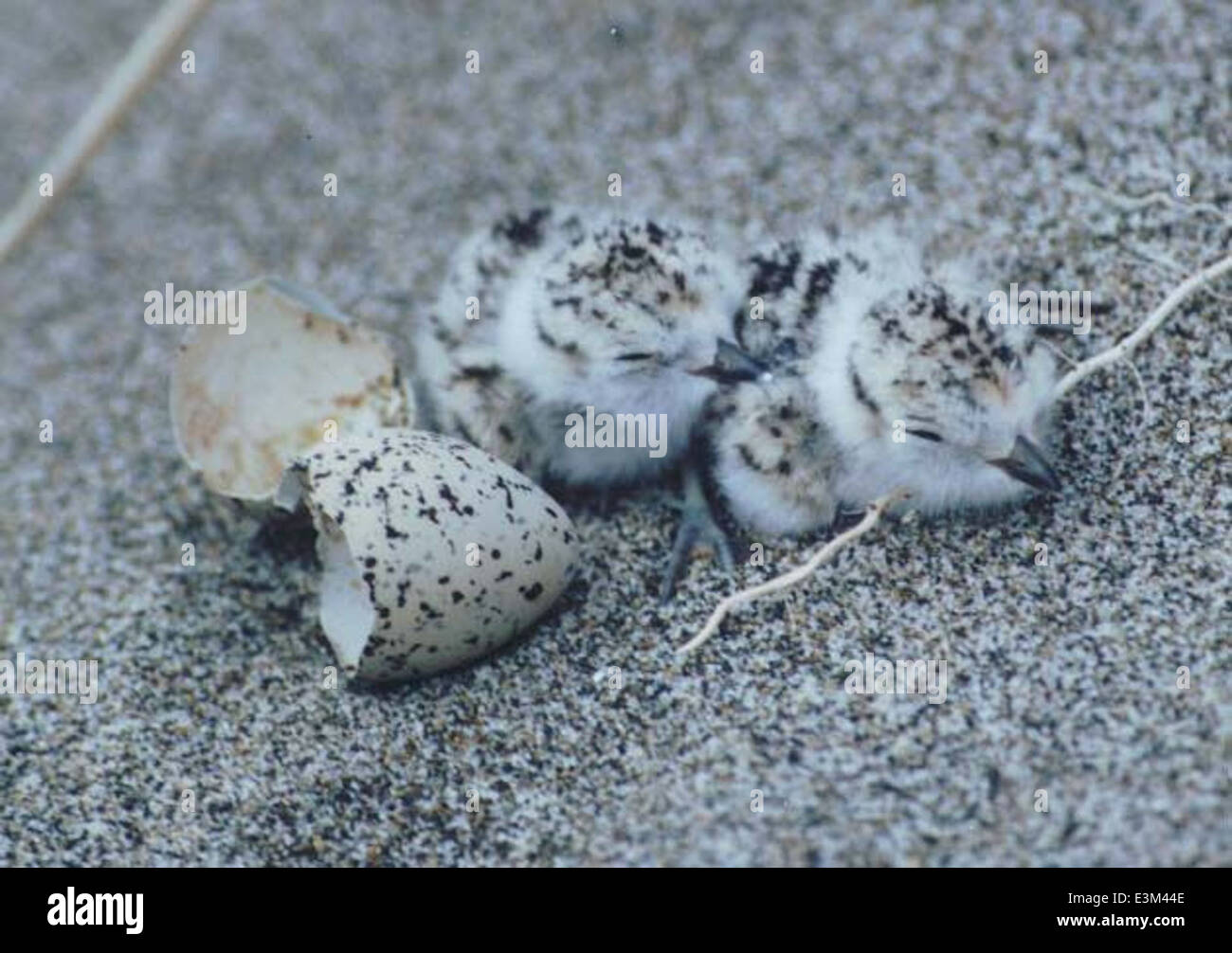 Western Snowy Plover chicks, seen with eggshells on the sand, are part ...