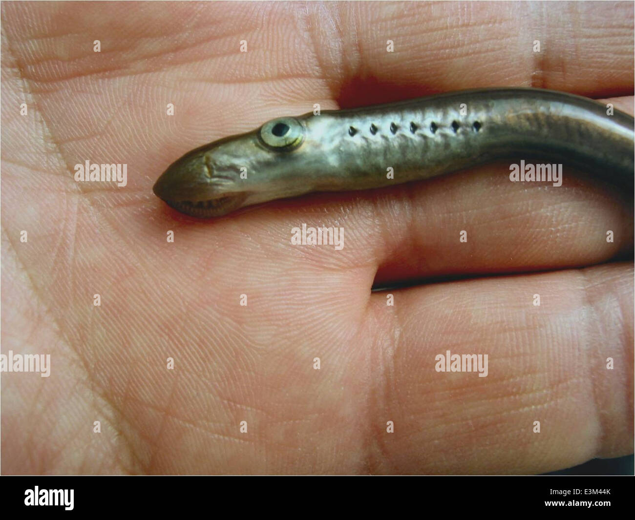 Pacific lampreys hi-res stock photography and images - Alamy