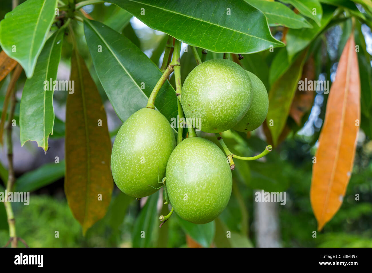 Fresh green mango fruit plant tree outside in summer tropical Stock ...