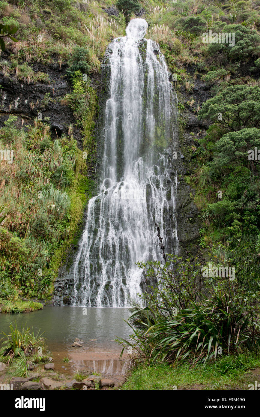 New Zealand, North Island, Auckland. Waitakere Ranges Regional Park ...