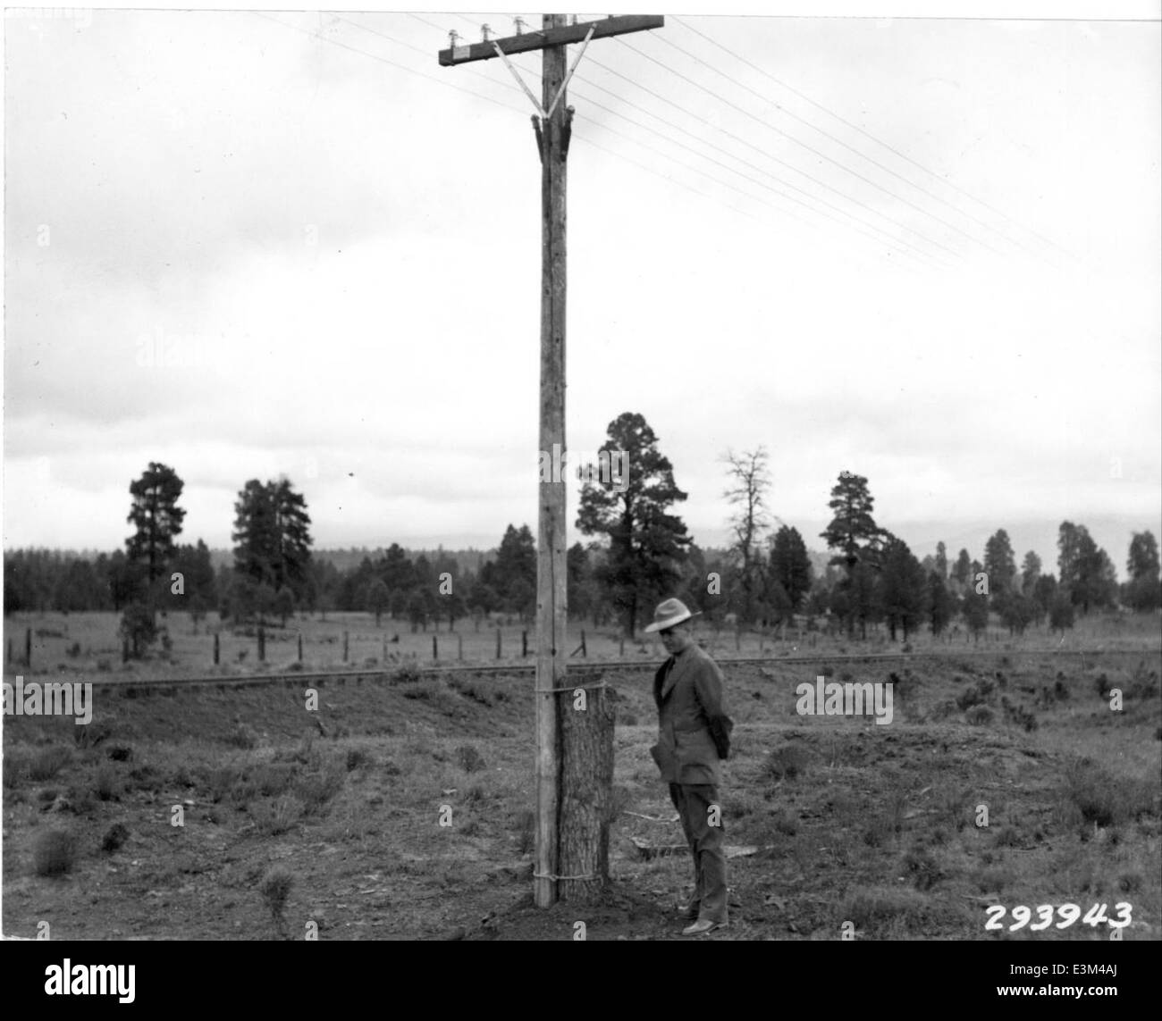 Coconino national forest forest Black and White Stock Photos & Images ...