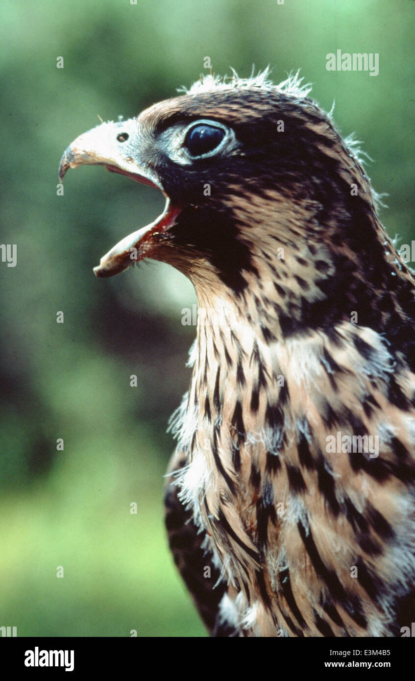 Peregrine falcon hunting bird hi-res stock photography and images - Alamy