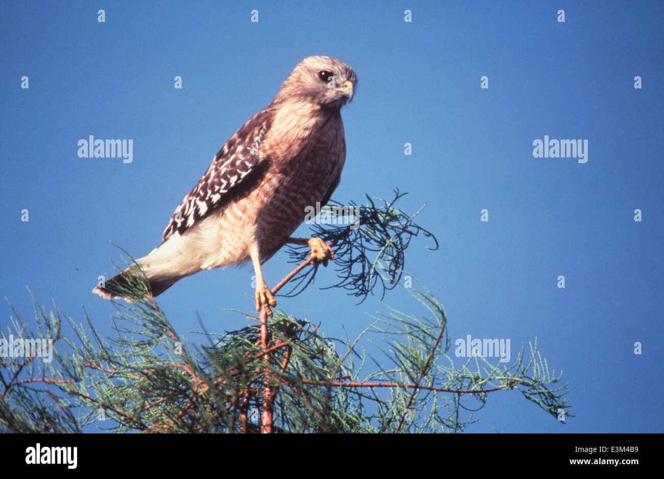 The Red-shouldered Hawk, a medium-sized bird of prey, is known for its ...