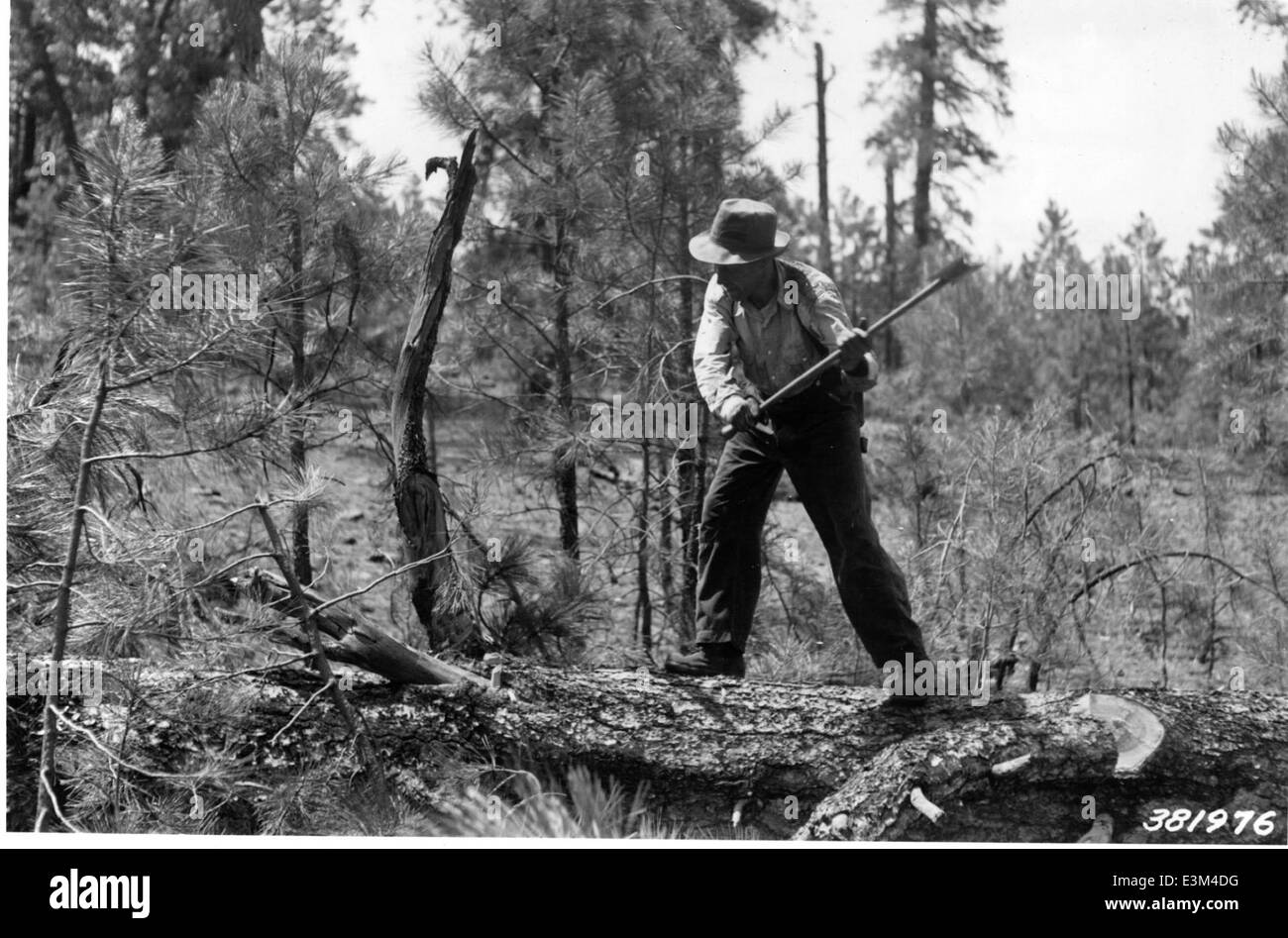 Coconino national forest forest Black and White Stock Photos & Images ...