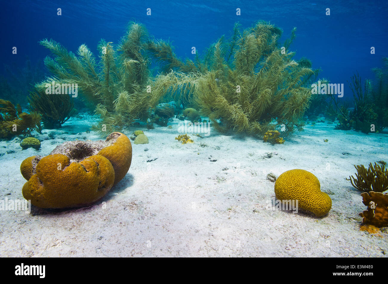 Fringe reef structures in Bonaire, South Caribbean sea, off the coast ...