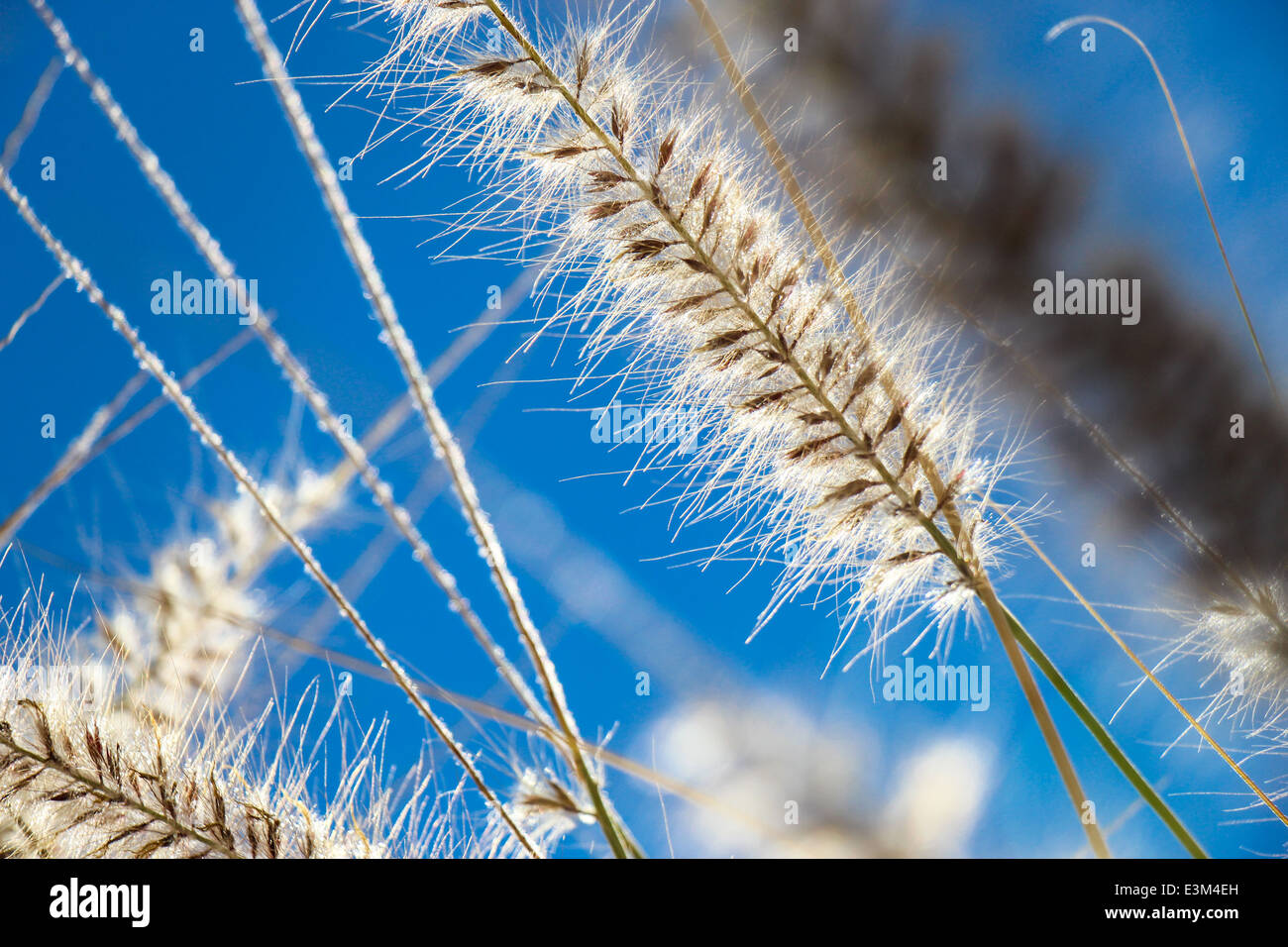 Flowering wild ornamental grass with delicate fluffy inflorescences in ...
