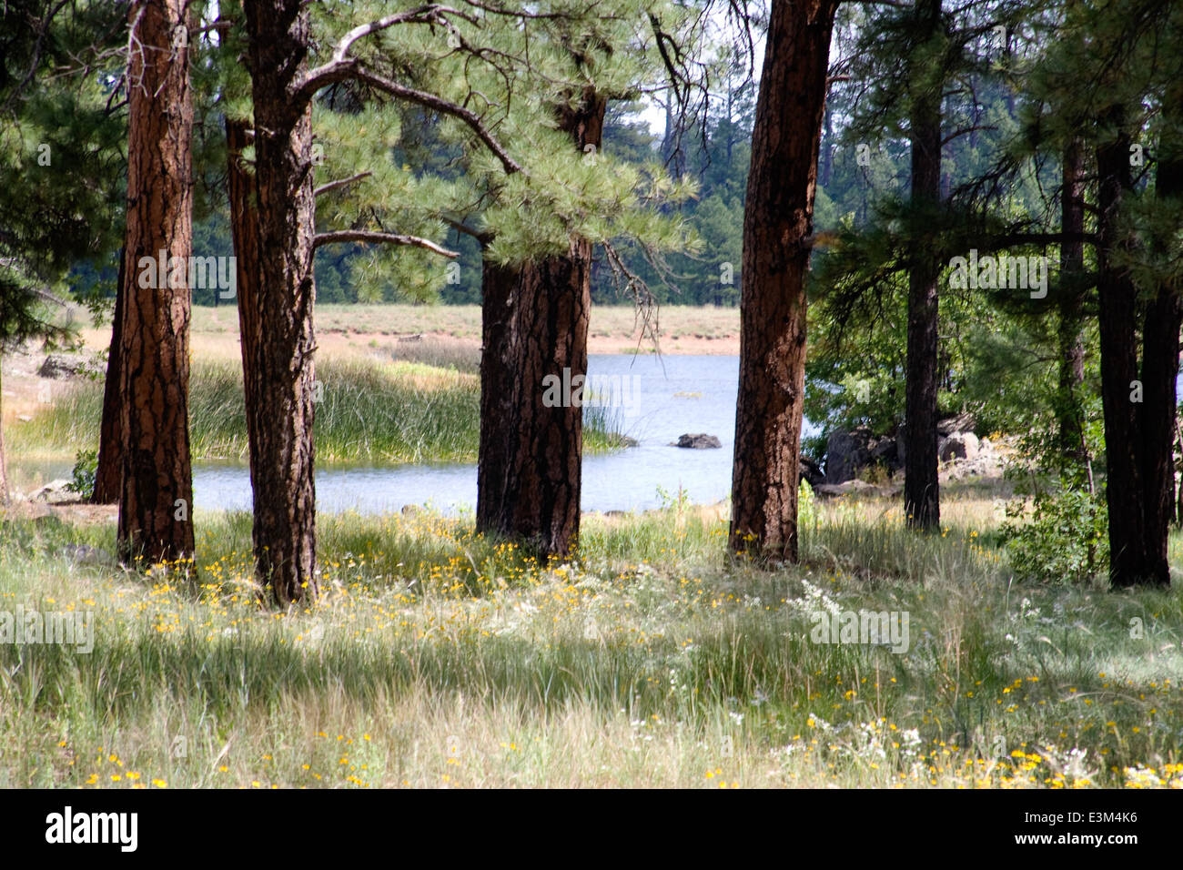 White Horse Lake Campground in the Williams Ranger District, Kaibab National Forest, offers ...