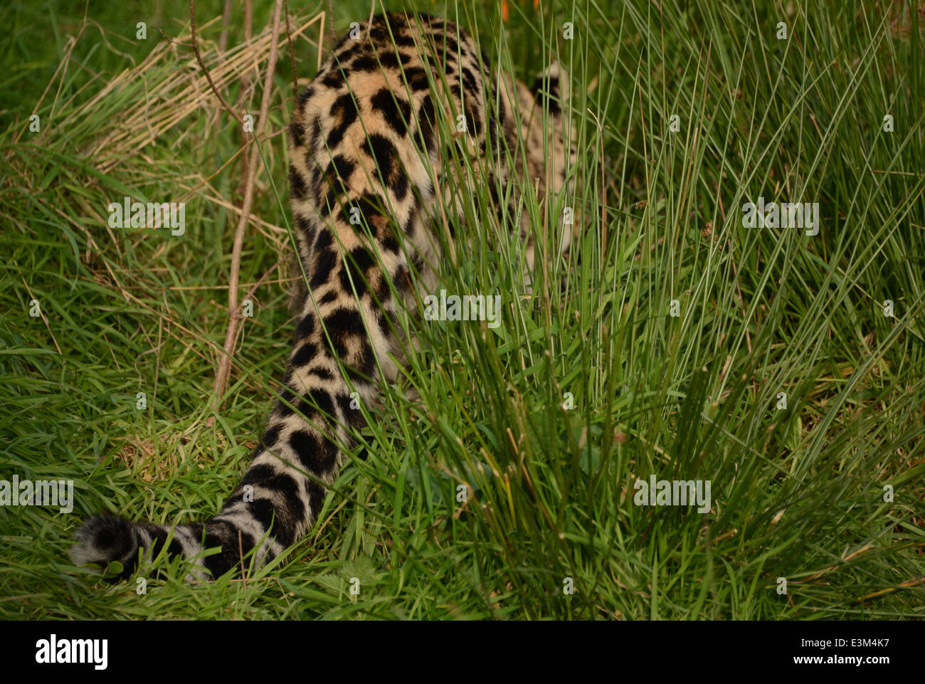 jaguar tail in grass Stock Photo - Alamy