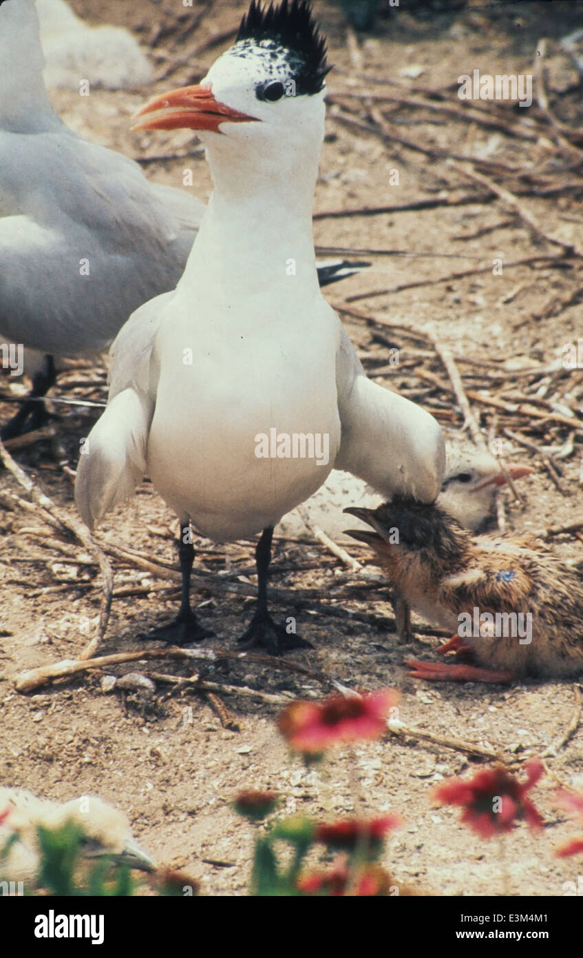 A Royal Tern and its chicks are observed on a coastal habitat. These ...