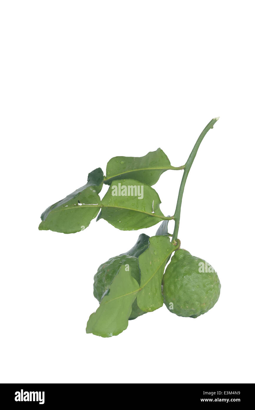 Bergamot herb for cooking Stock Photo - Alamy