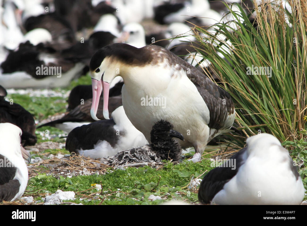 Another image of the Female short-tailed albatross Stock Photo - Alamy