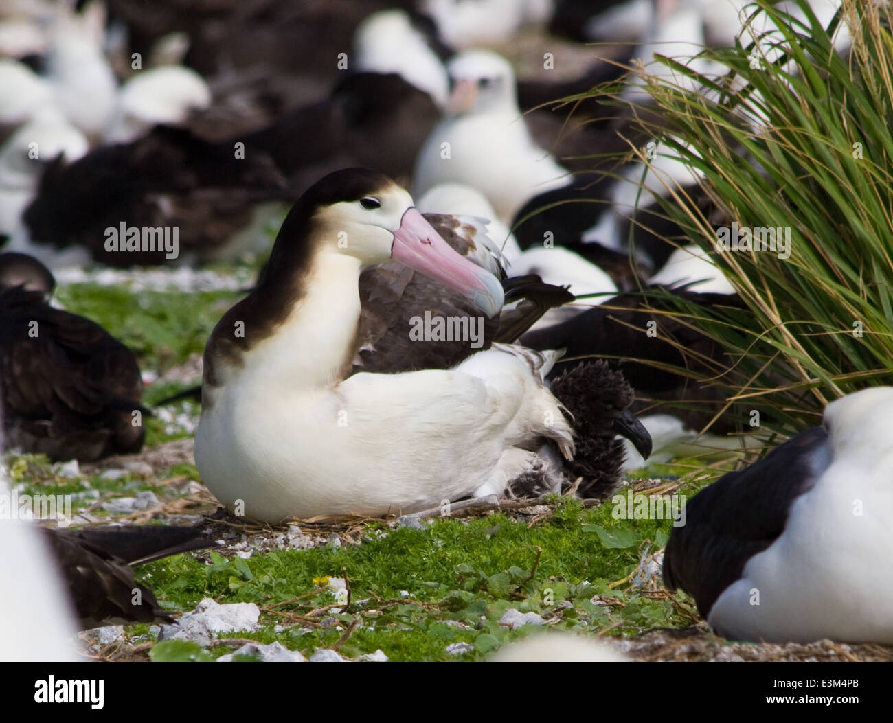 A female short-tailed albatross cares for her chick on Midway Island ...
