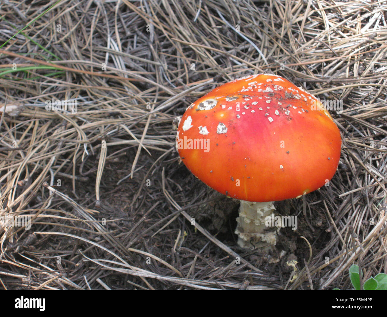 Mushrooms in the Coconino National Forest play a vital role in the ...