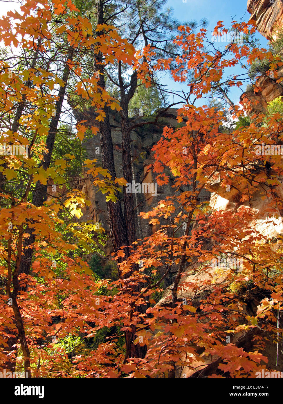 The West Fork area of Coconino National Forest showcases brilliant fall ...