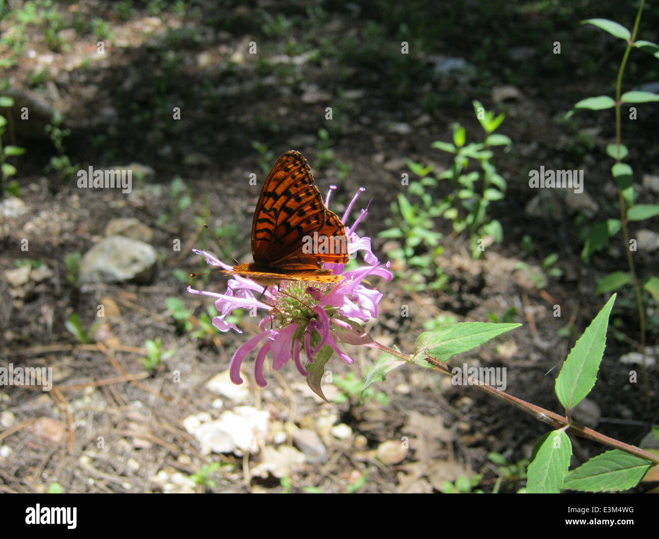 A butterfly is photographed in the Coconino National Forest, located in ...