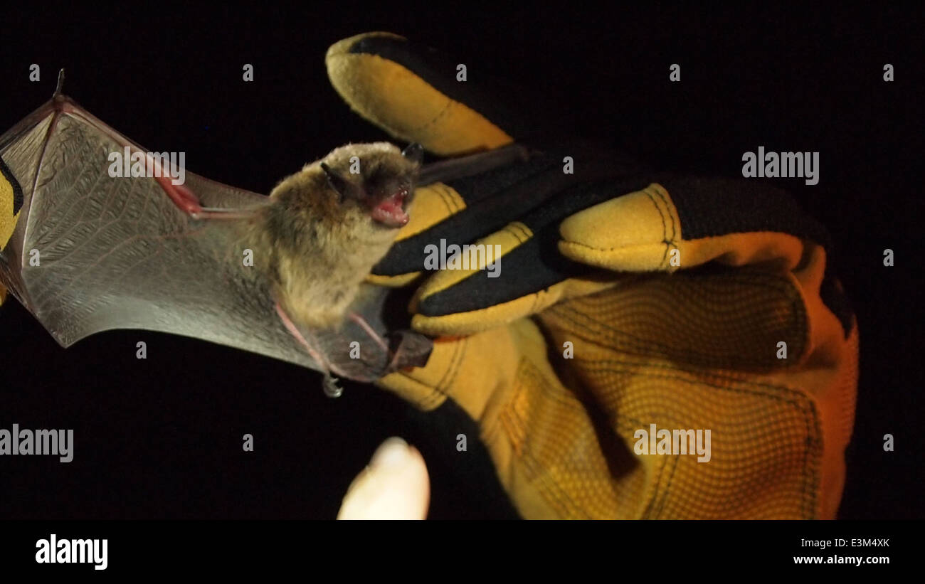 A bat is photographed in the Coconino National Forest, a key area for ...