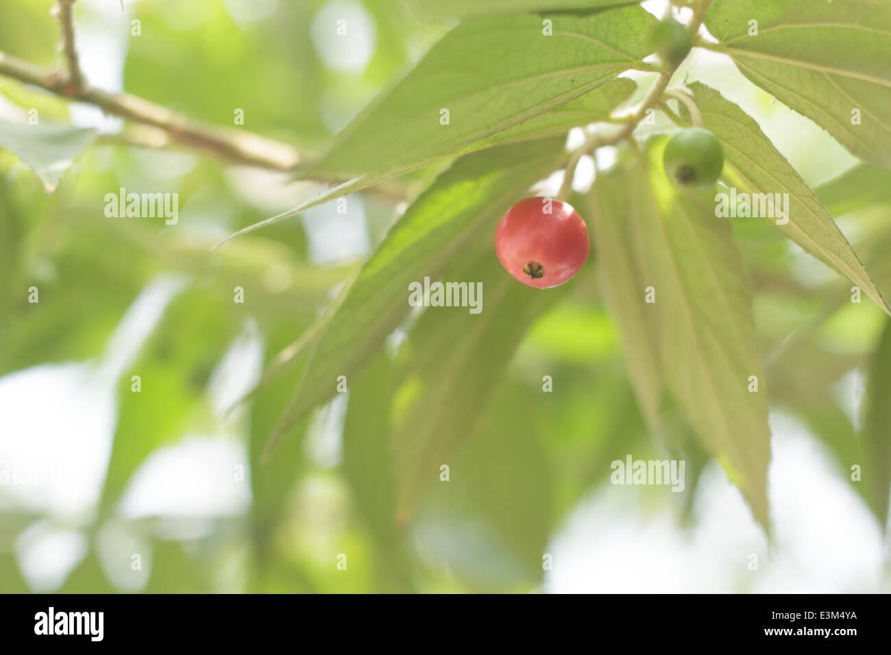 Jam tree hi-res stock photography and images - Alamy
