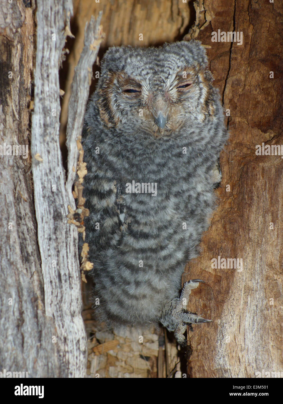 Flammulated owl hi-res stock photography and images - Alamy