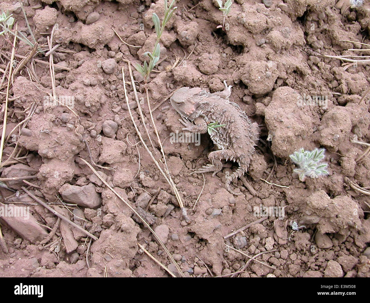 A Horned Lizard, native to the arid regions of the southwestern United ...
